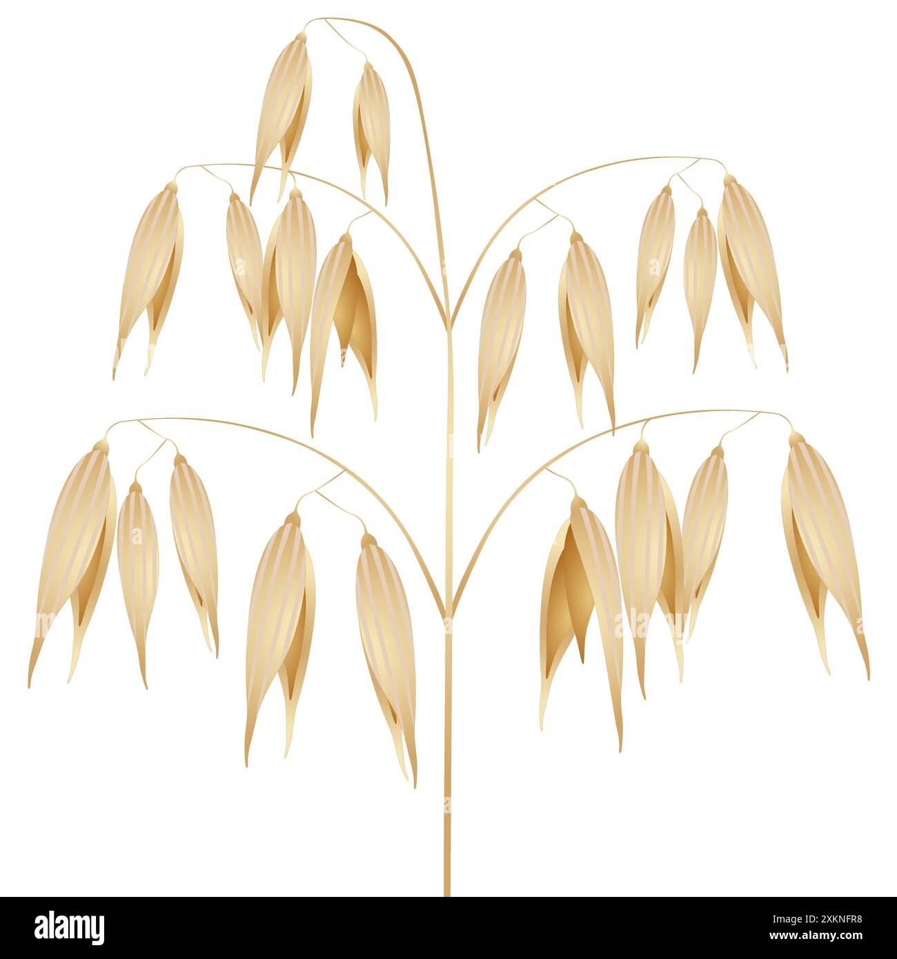 Grain oatmeal on white background Stock Vector Images - Alamy