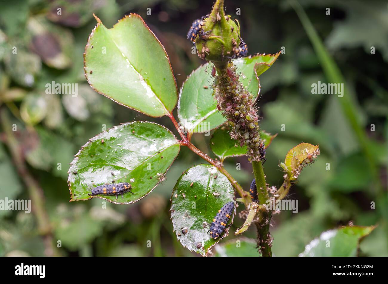 Close-up of a rose stem infested with aphids and ladybug larvae Stock ...