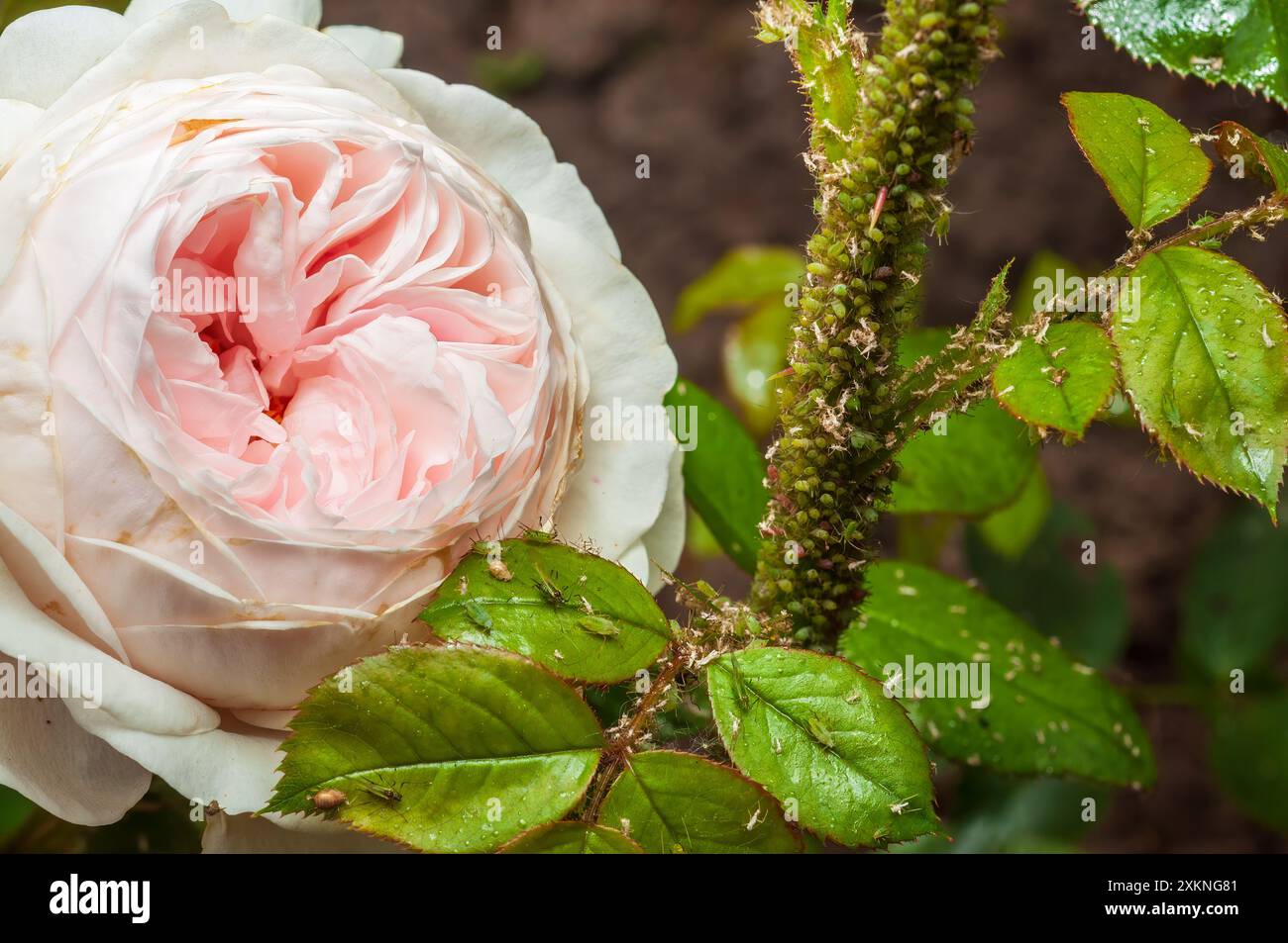 Macro photo of a rose covered with aphids, showcasing pest infestation ...