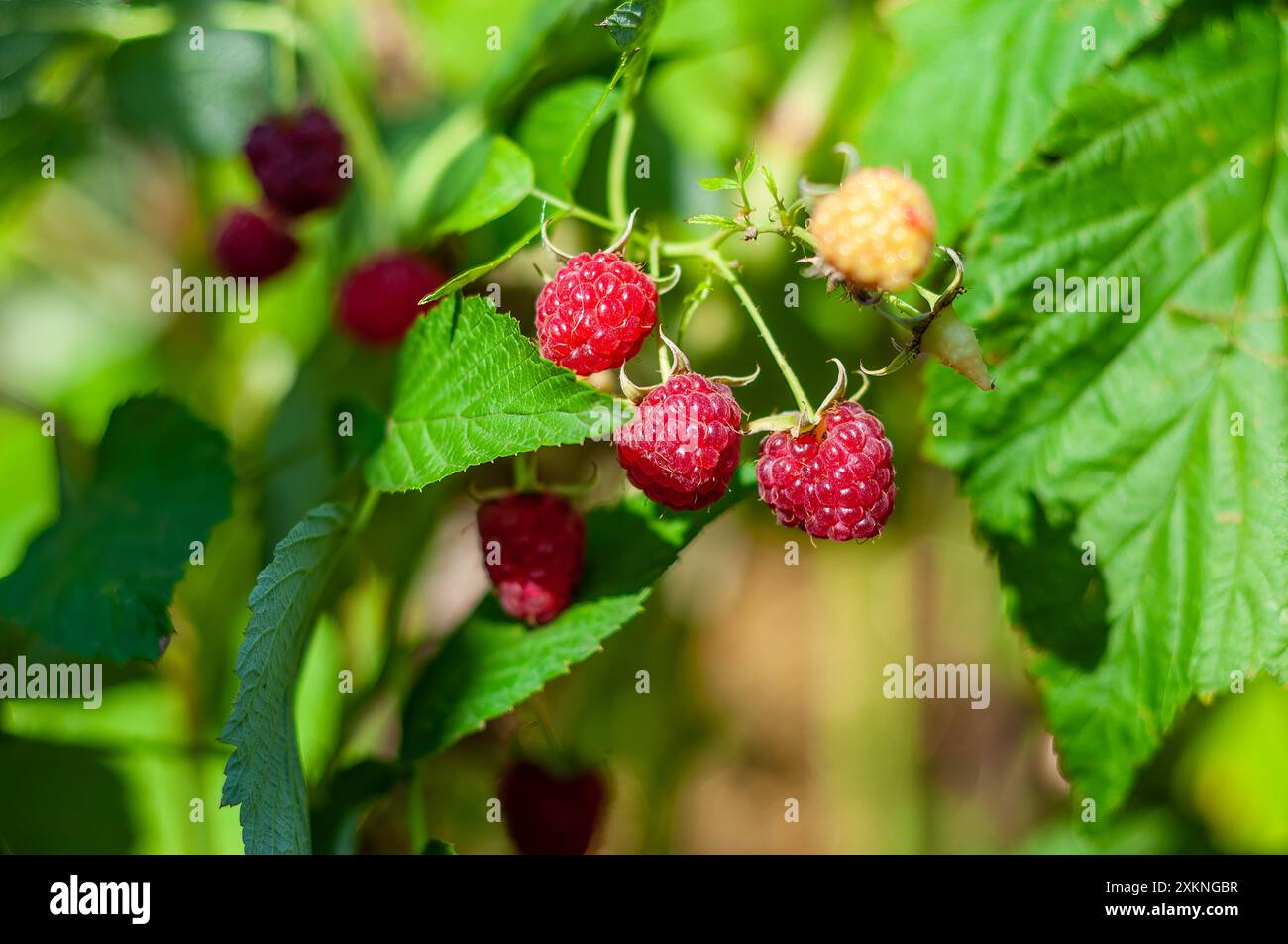 raspberries on a bush, highlighting the vibrant red color of the ...