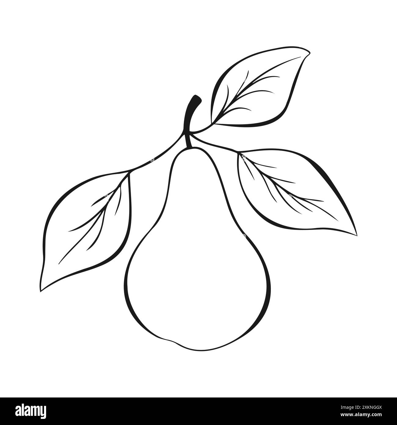 Pear contour drawn on white background. Vector illustration Stock ...