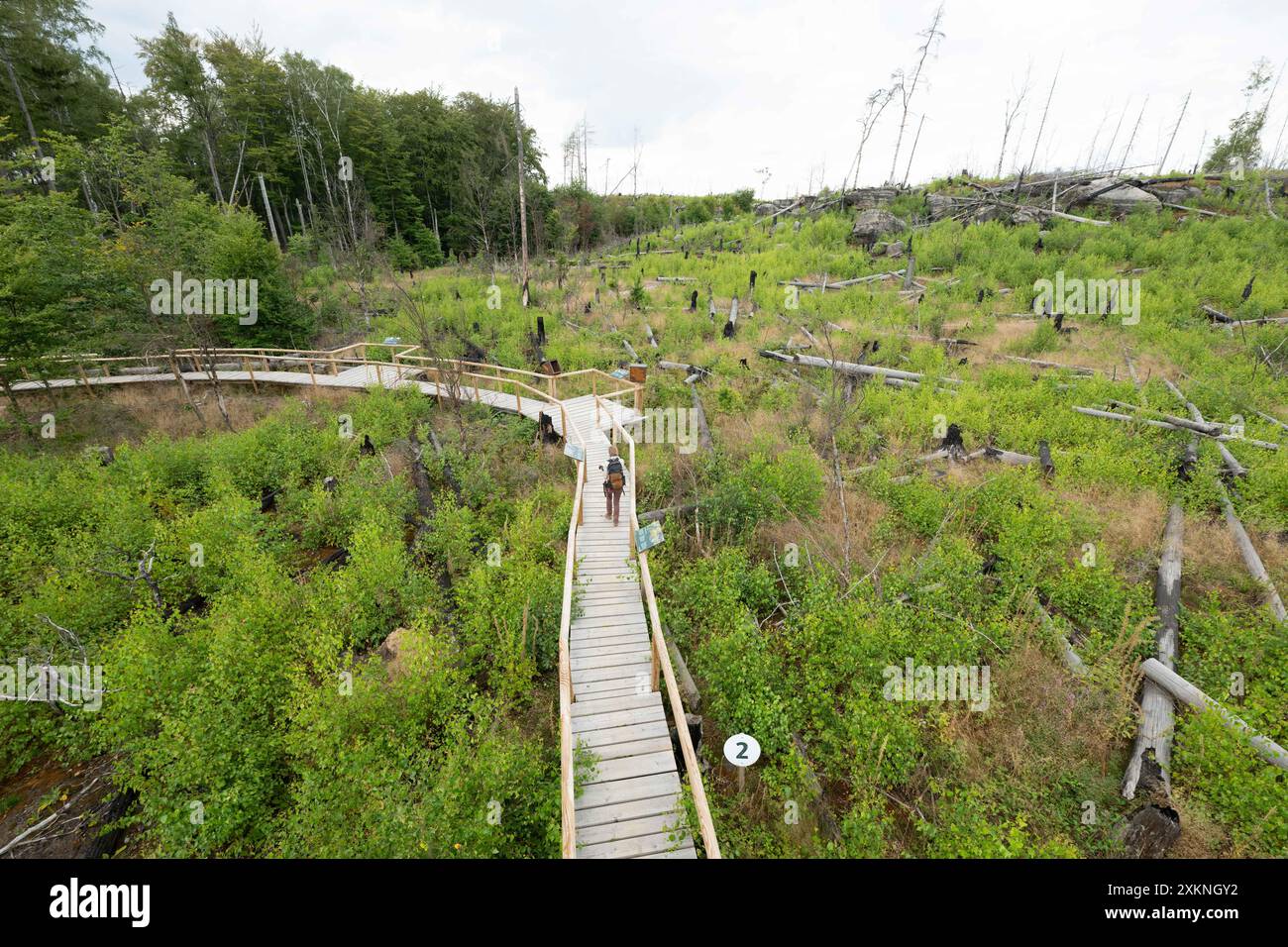Schmilka, Germany. 24th July, 2024. A Sachsenforst employee walks along ...