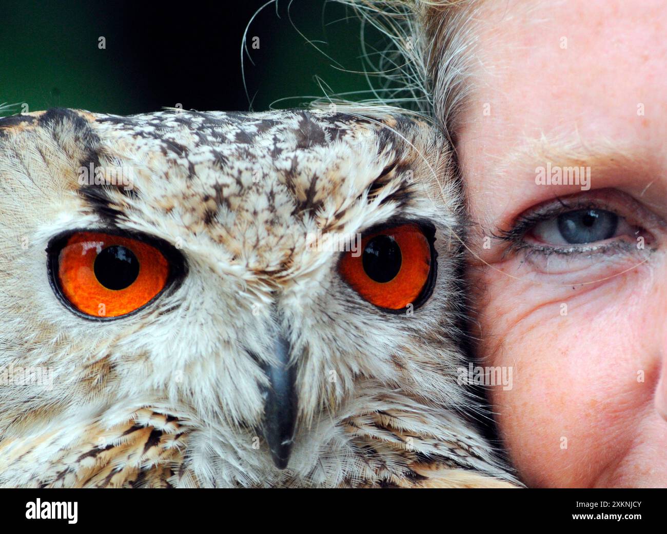 a raptor or predatory bird or a bird of prey a predatory bird or bird ...