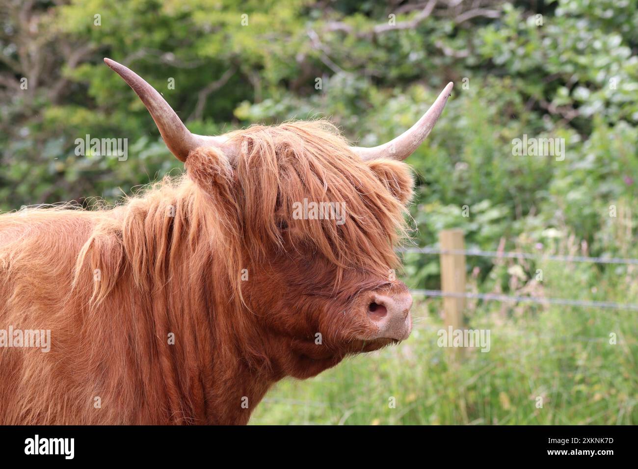 Scottish highland cow drawing hi-res stock photography and images - Alamy