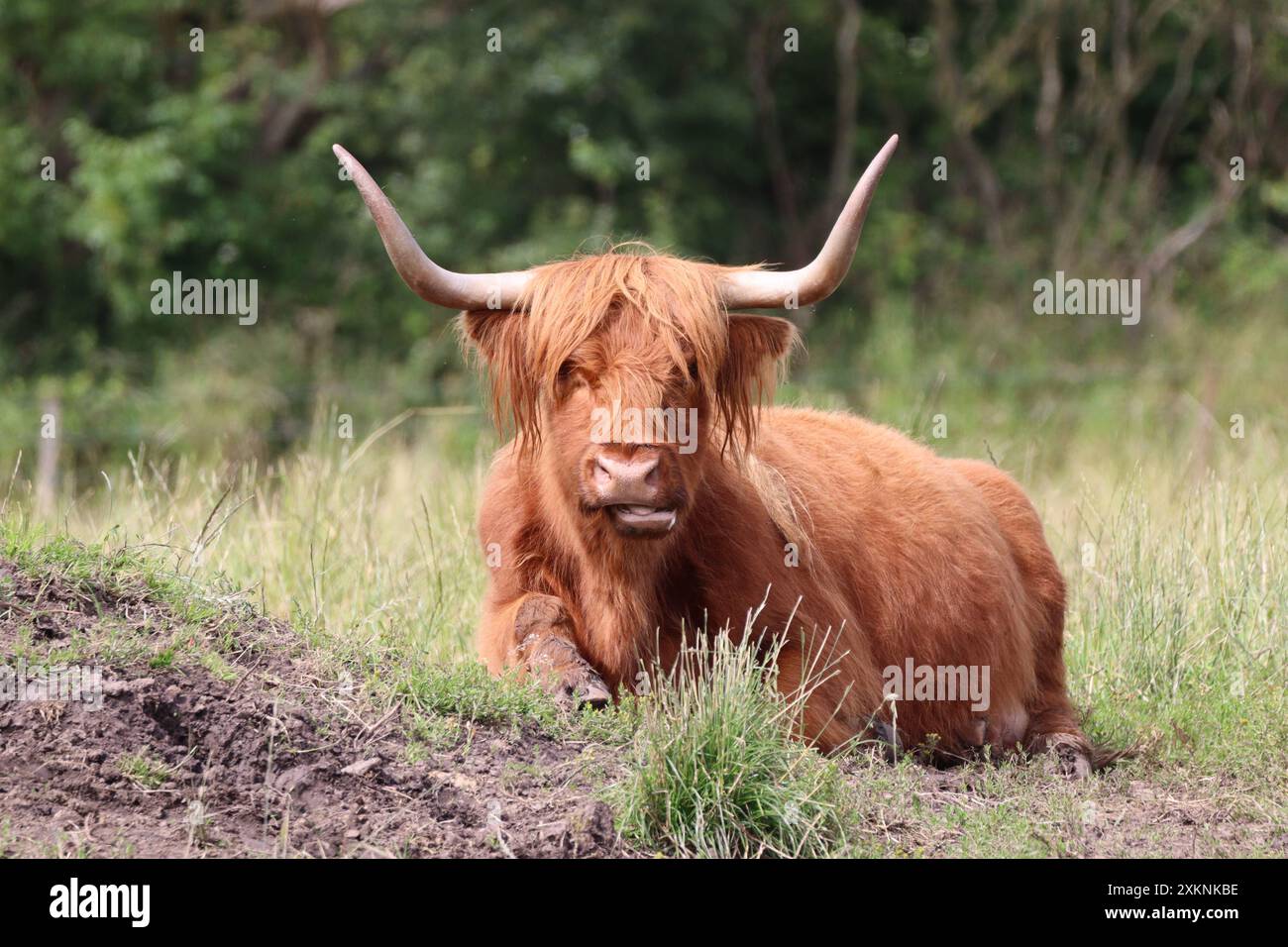 Scottish highland cow drawing hi-res stock photography and images - Alamy