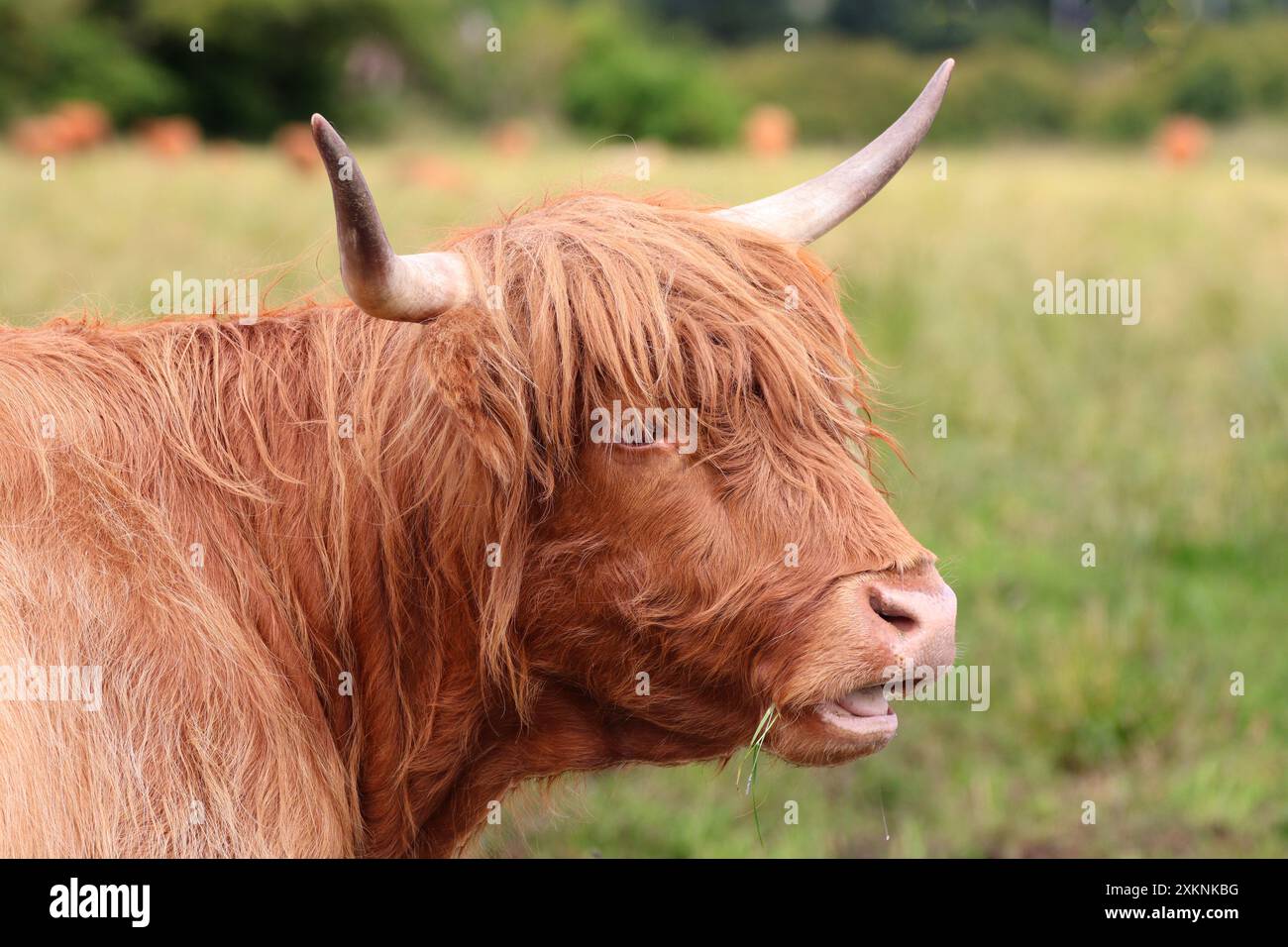 Scottish highland cow drawing hi-res stock photography and images - Alamy