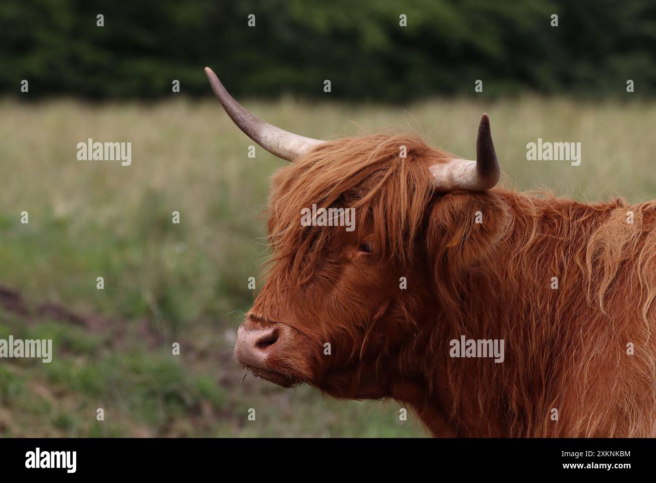 Scottish highland cow drawing hi-res stock photography and images - Alamy
