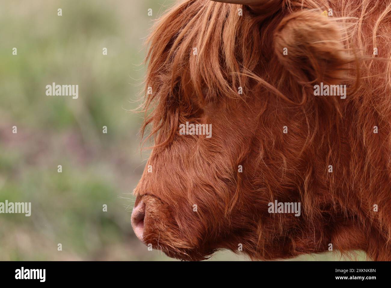 Scottish highland cow drawing hi-res stock photography and images - Alamy