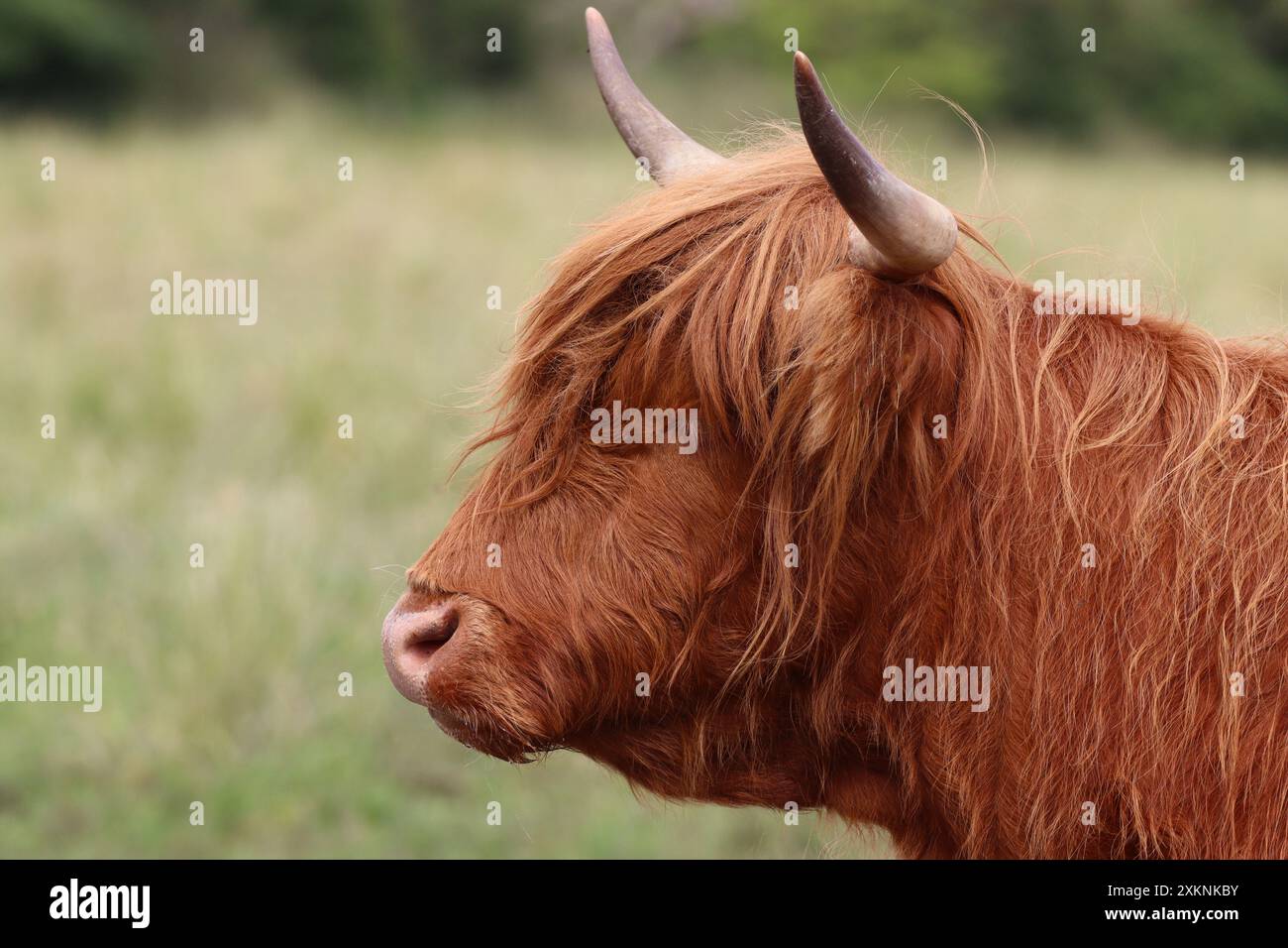Scottish highland cow drawing hi-res stock photography and images - Alamy