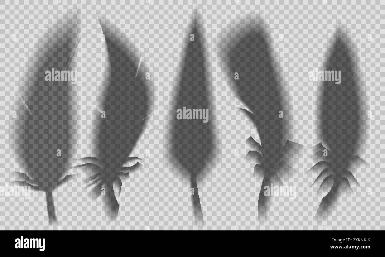 Vector set of transparent shadows of birds feathers isolated from ...