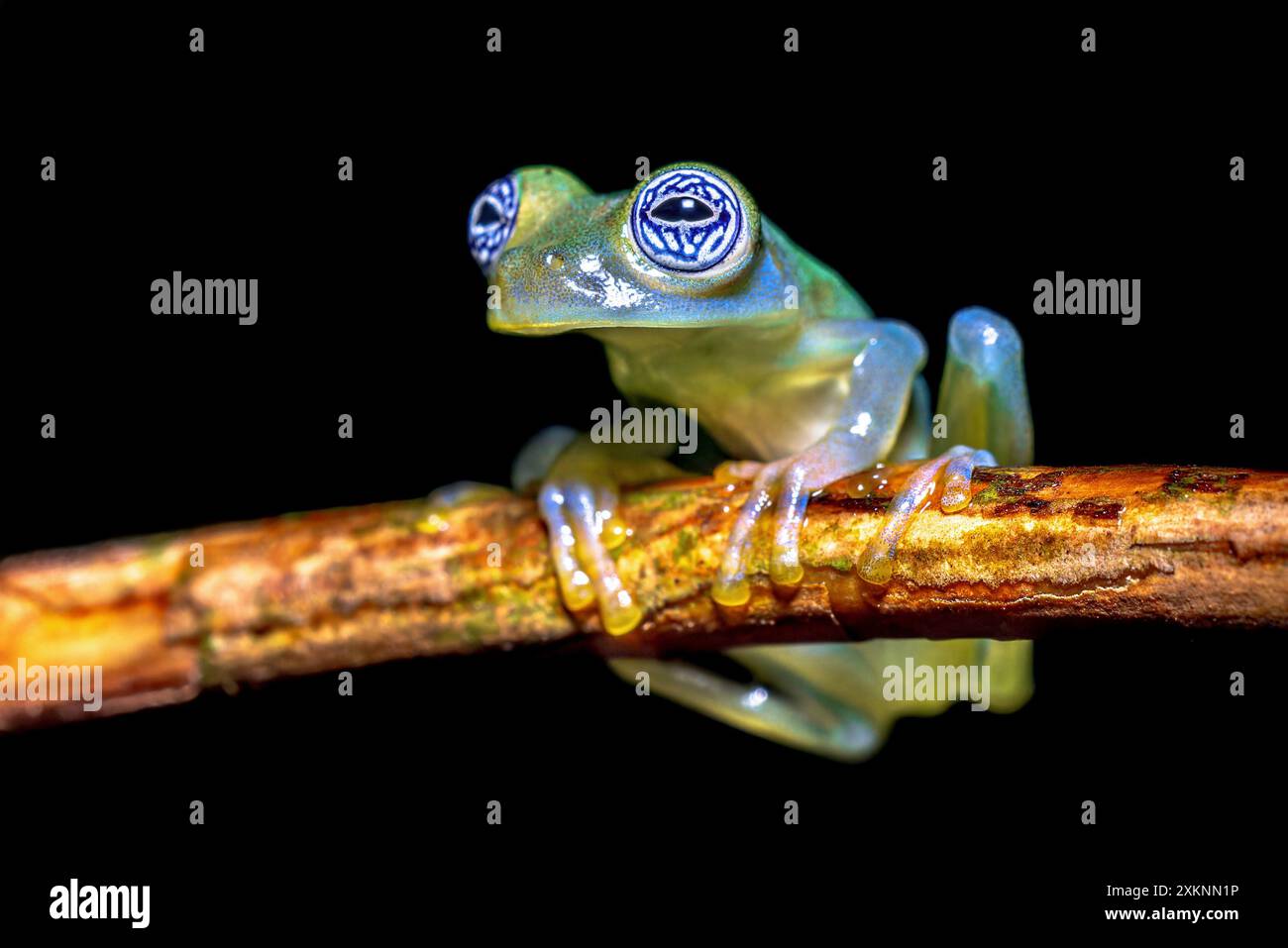 Ghost glass frog (Sachatamia ilex) is a species of frog in the family ...