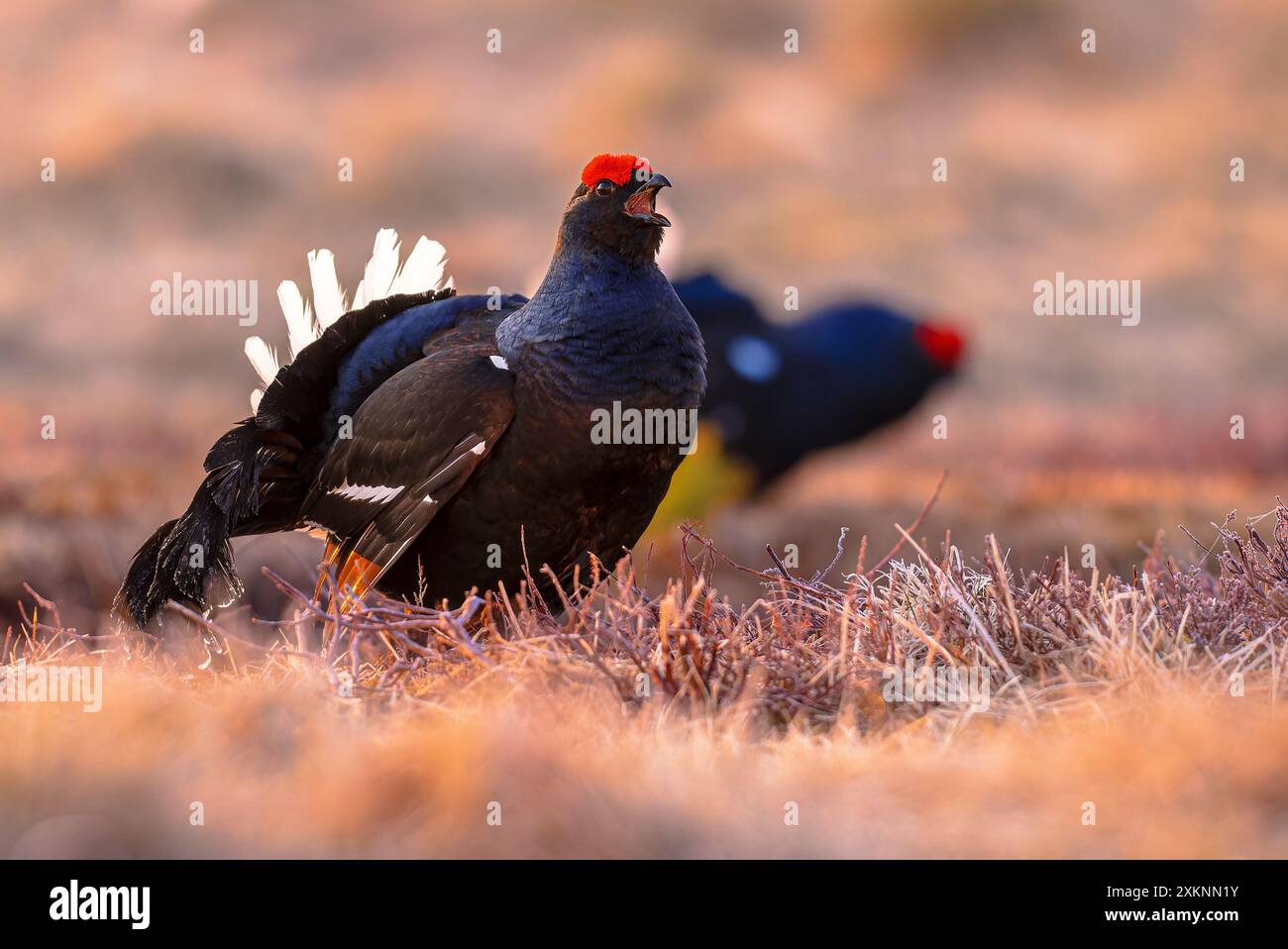 Black grouse (Lyrurus tetrix), also known as northern black grouse ...