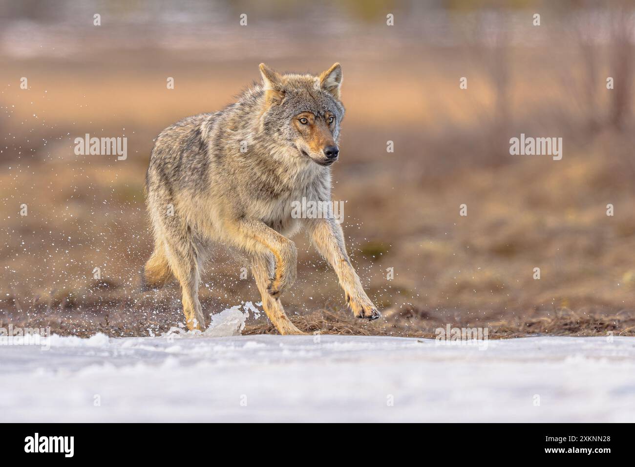 Eurasian wolf (Canis lupus lupus), also known as the common wolf, is a ...