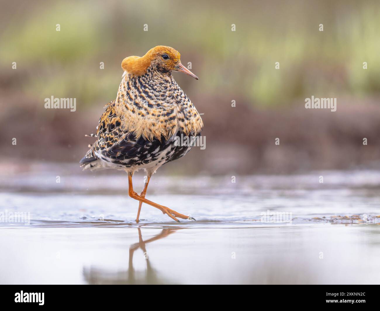 Ruff in mating plumage hi-res stock photography and images - Alamy