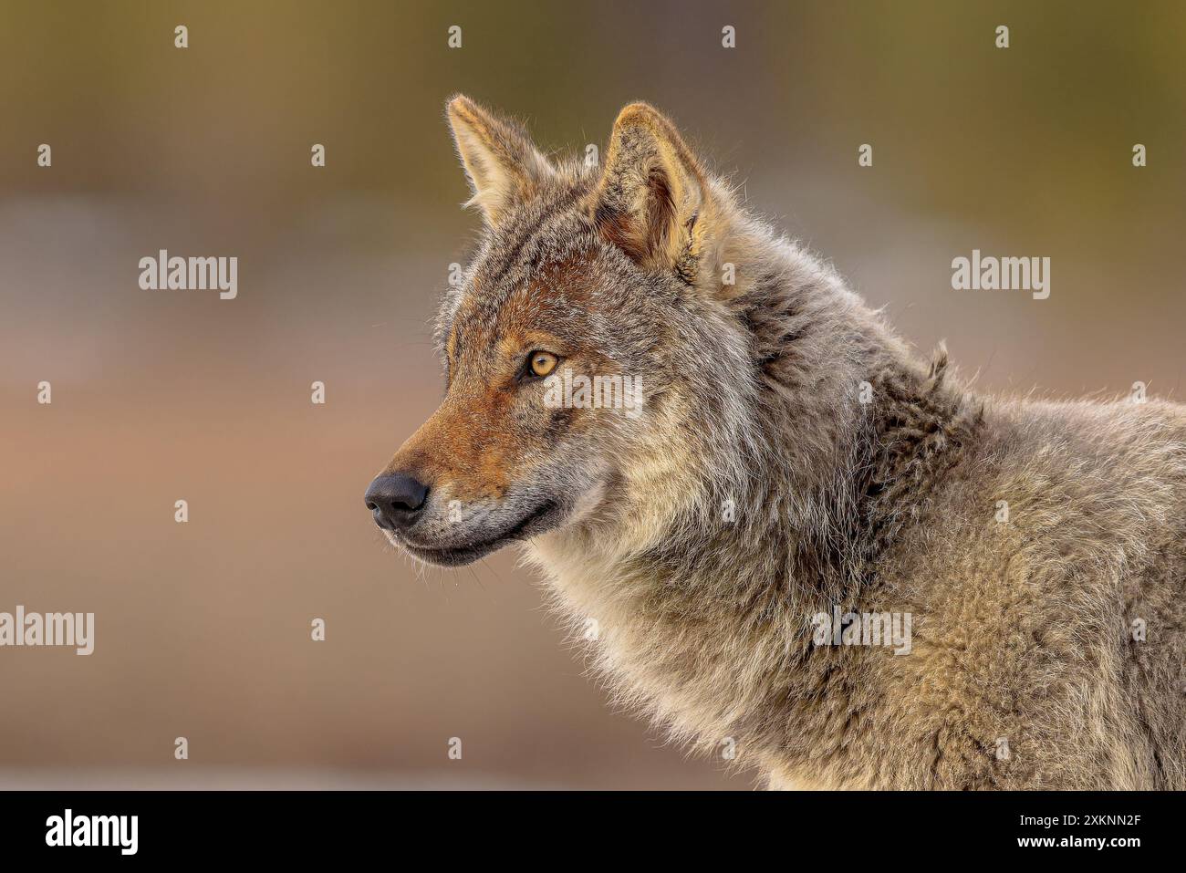 Eurasian wolf (Canis lupus lupus), also known as the common wolf, is a ...