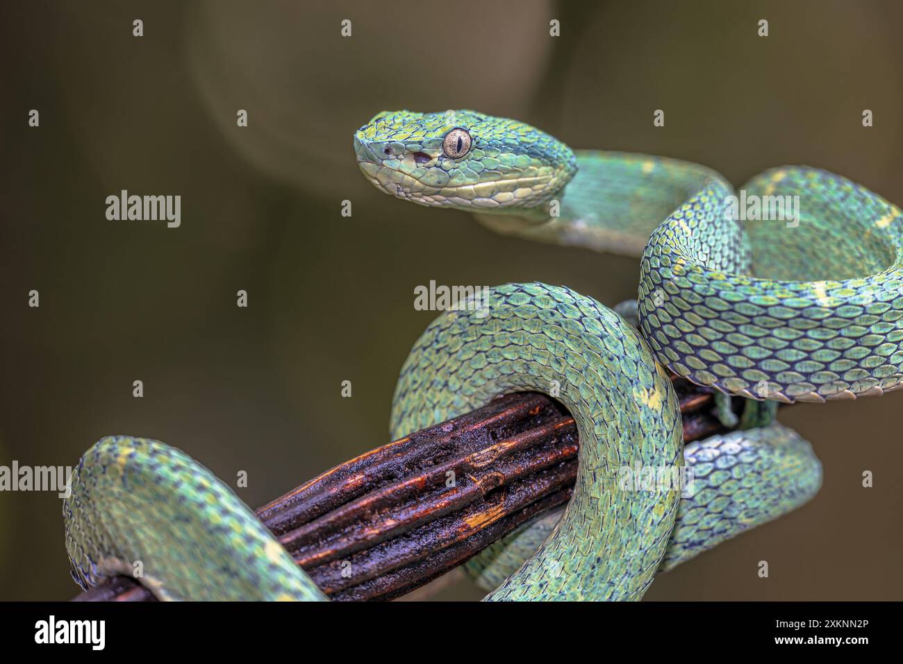 Side-Striped Palm Viper (Bothriechis lateralis) captive from Central ...