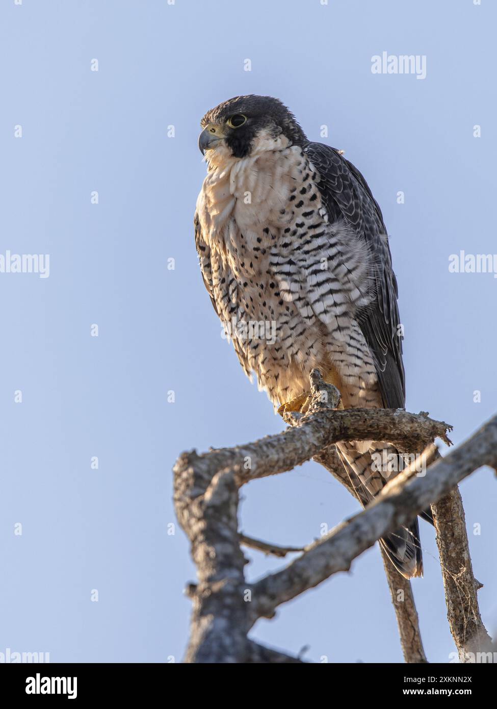 Peregrine falcon (Falco peregrinus) is a cosmopolitan bird of prey ...