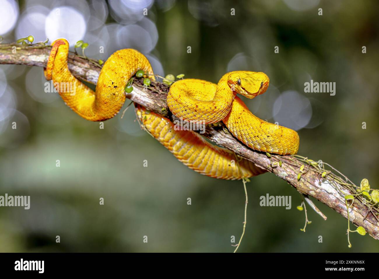 Yellow eyelash viper (Bothriechis schlegelii), is a species of venomous ...