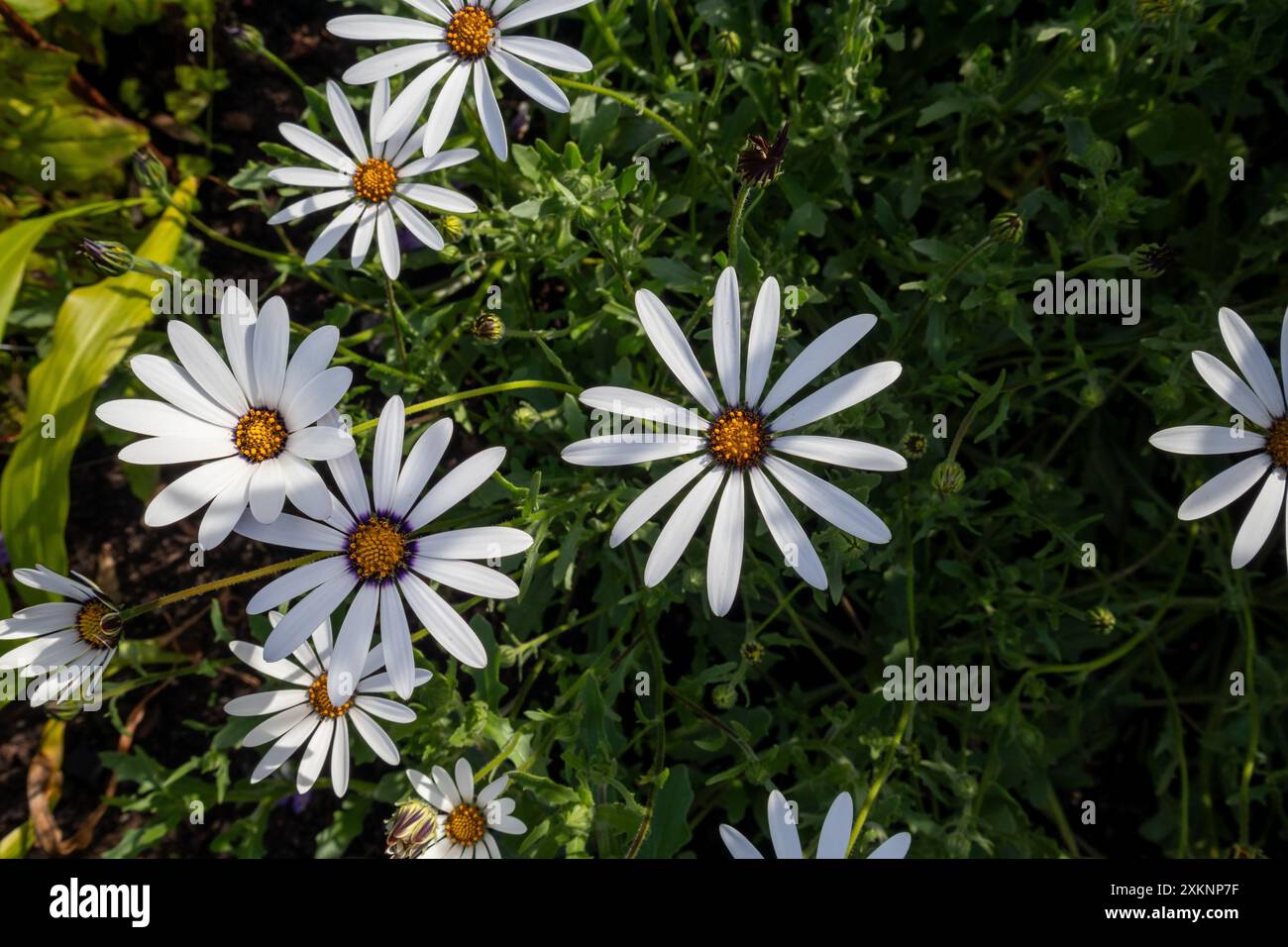 Dimorphotheca pluvialis, white African daisy, Cape marigold, weather ...