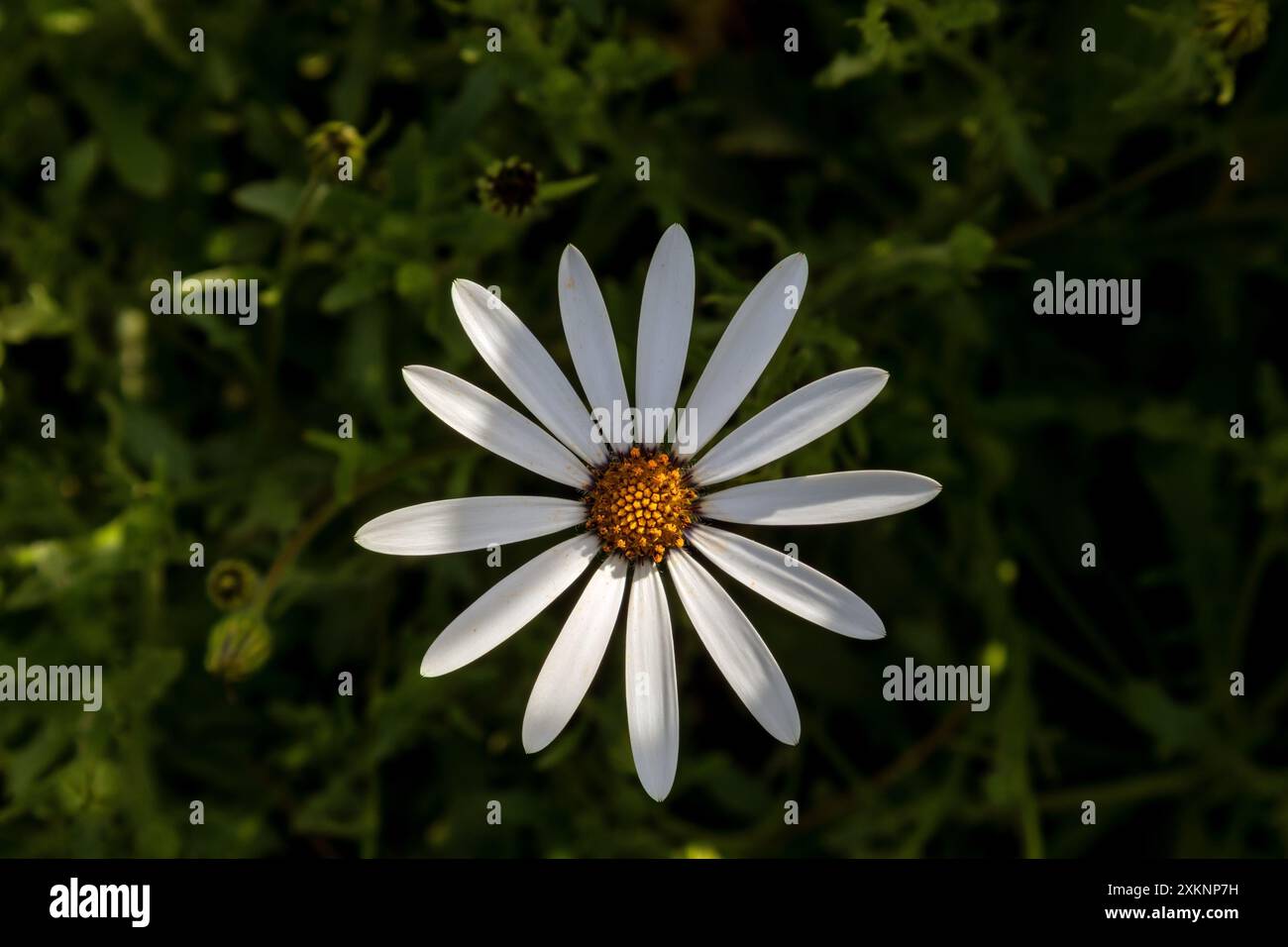 Closeup african daisy dimorphotheca hi-res stock photography and images ...