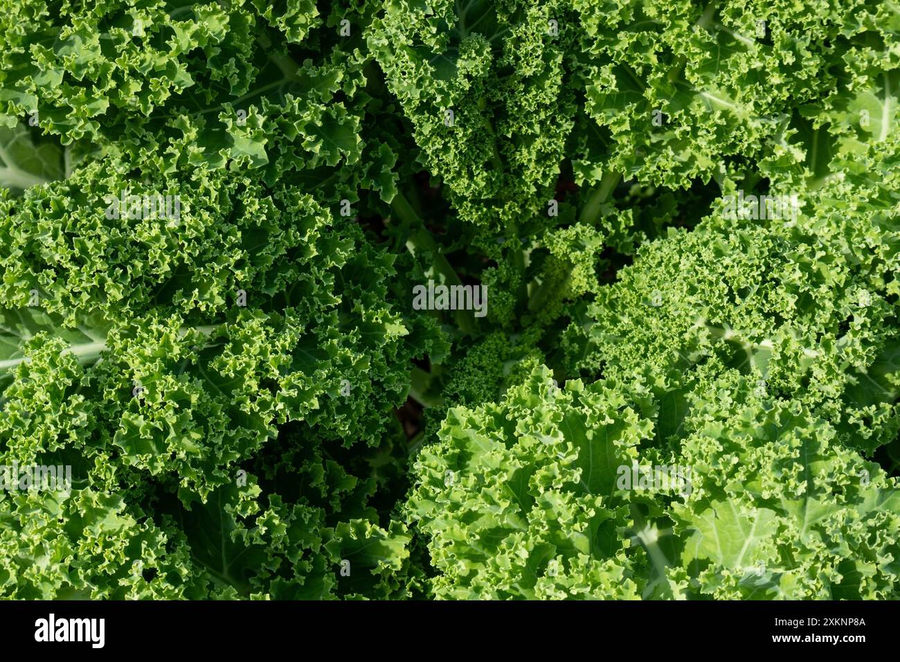 Kale, leaf cabbage, Brassica oleracea green leaf patterns background ...