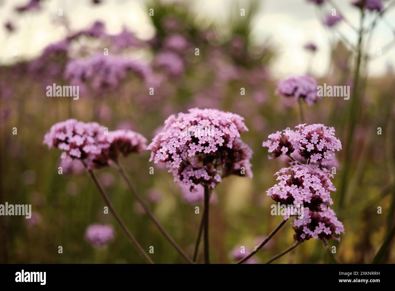 Purpletop verbina flower, also known as Verbena bonariensis L Stock ...
