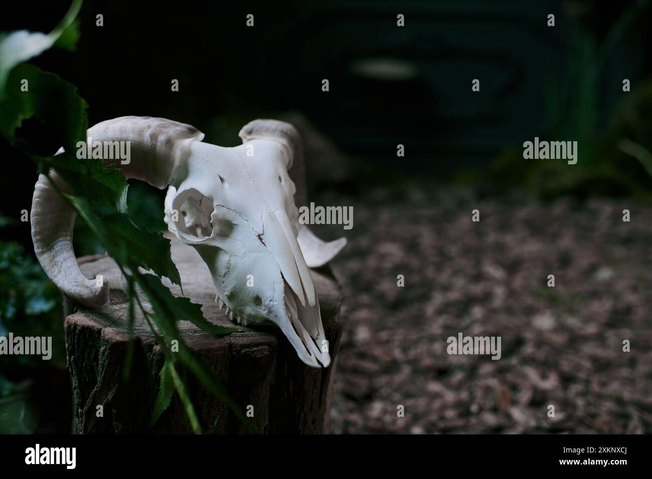 A white ram skull sits on a tree stump in the shade of the forest Stock ...