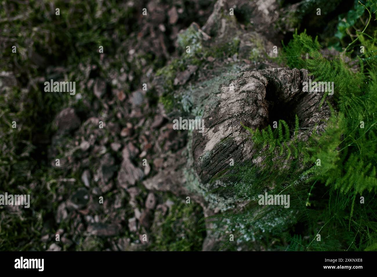 Old stump of tree near swamp covered with moss Stock Photo - Alamy