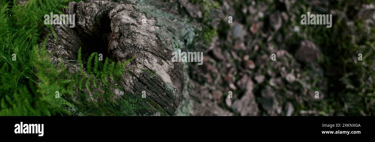A close-up view of a weathered, hollowed tree stump covered in moss and surrounded by green ...