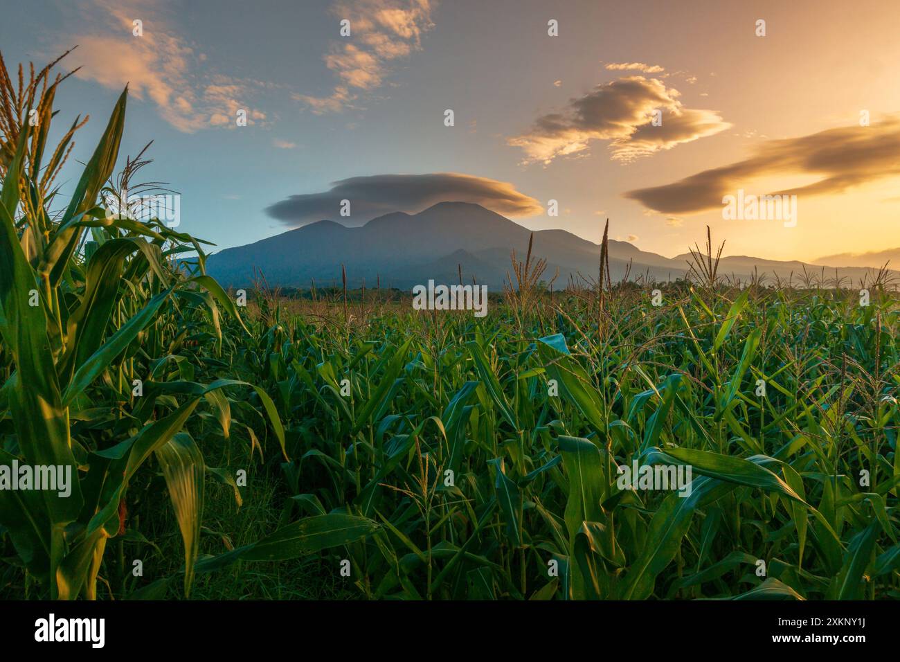 Aerial view countryside corn field hi-res stock photography and images ...