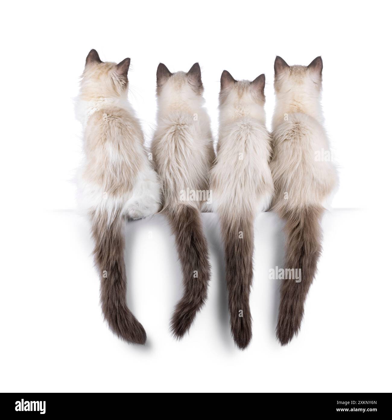 Row of 4 ragdoll cat kittens, sitting backwards beside each other on an ...