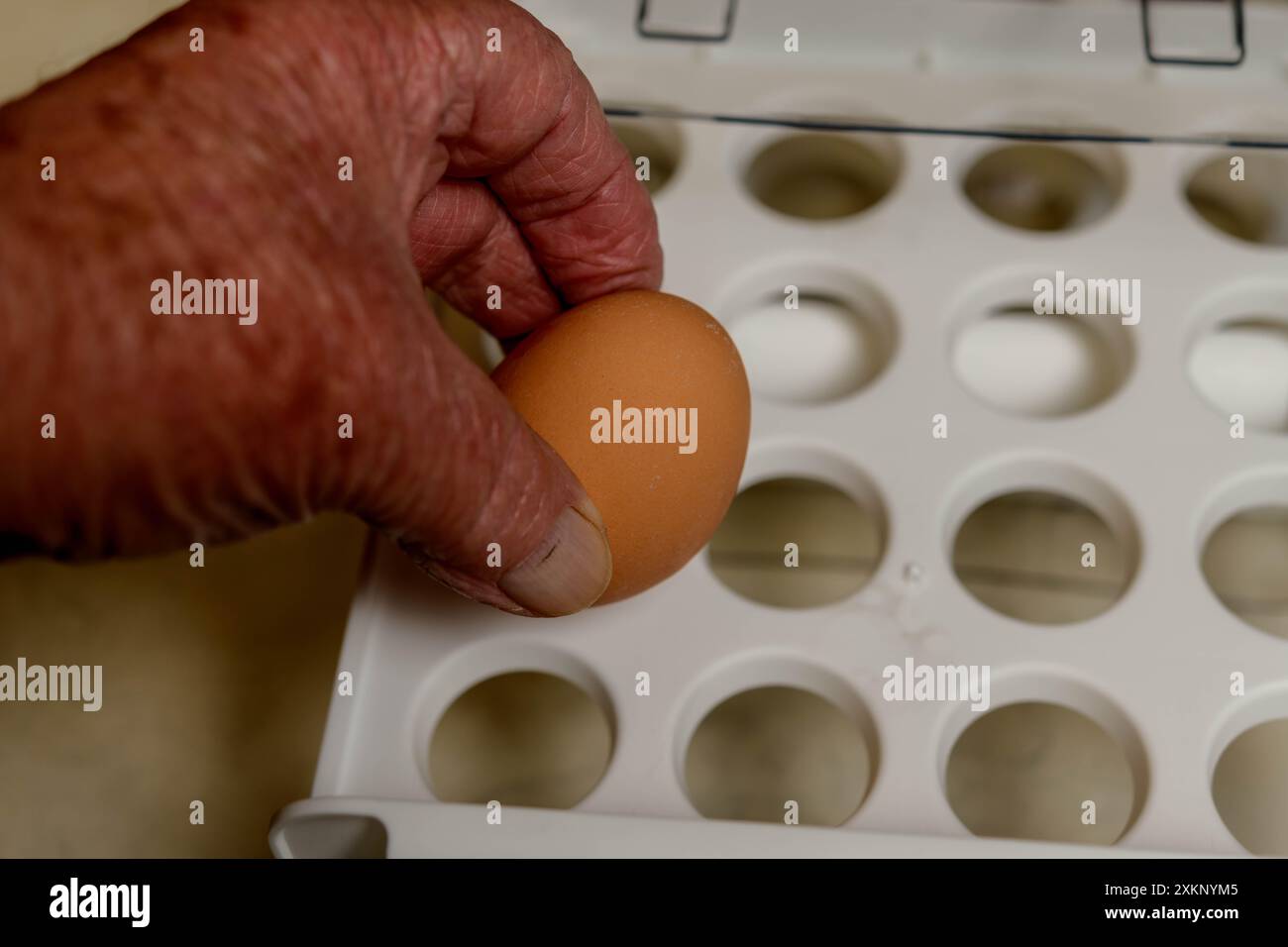 Bird Flu causes Egg Shortage in Australia Stock Photo - Alamy