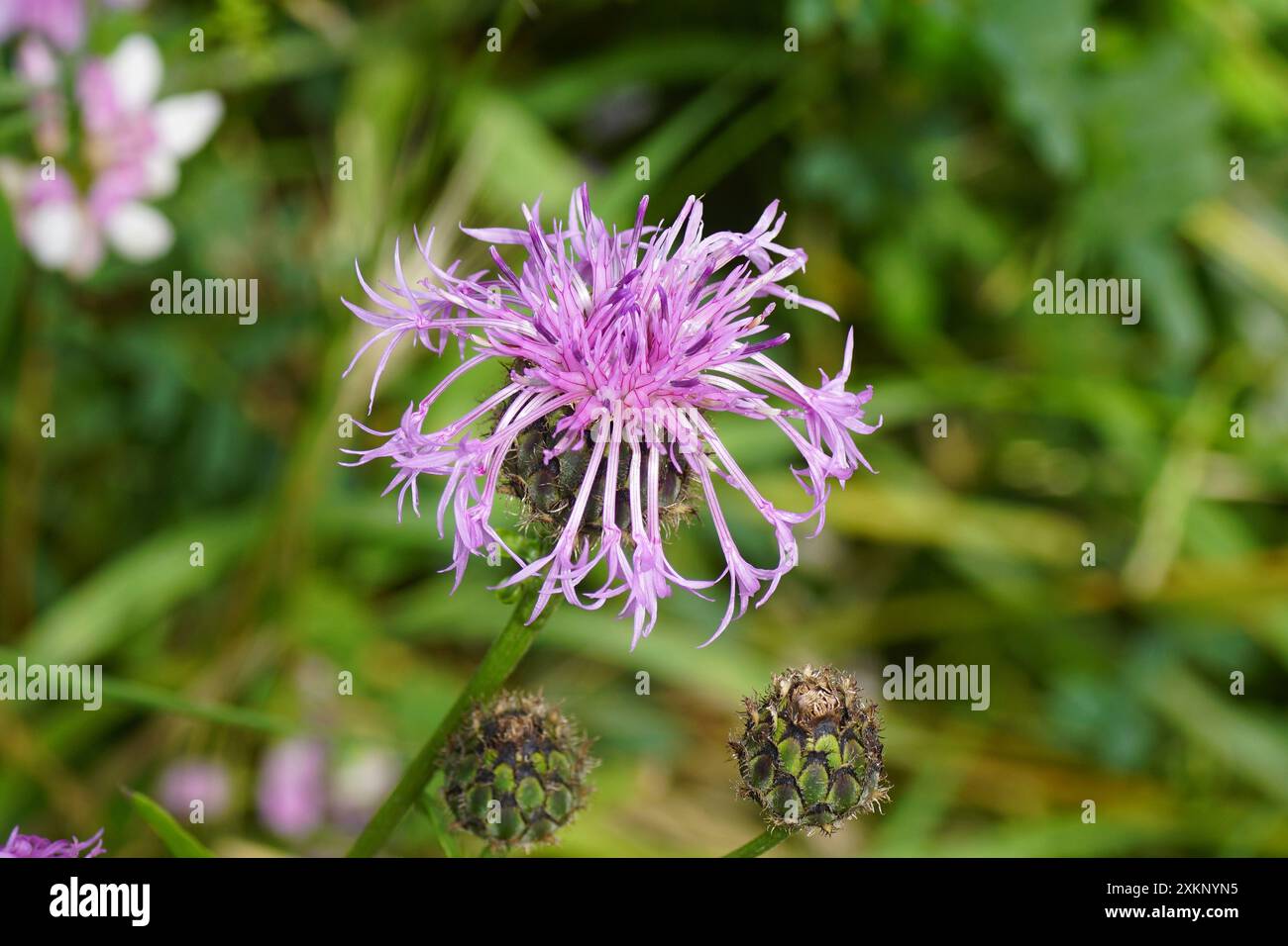 Close up red-purple flower of greater knapweed (Centaurea scabiosa ...