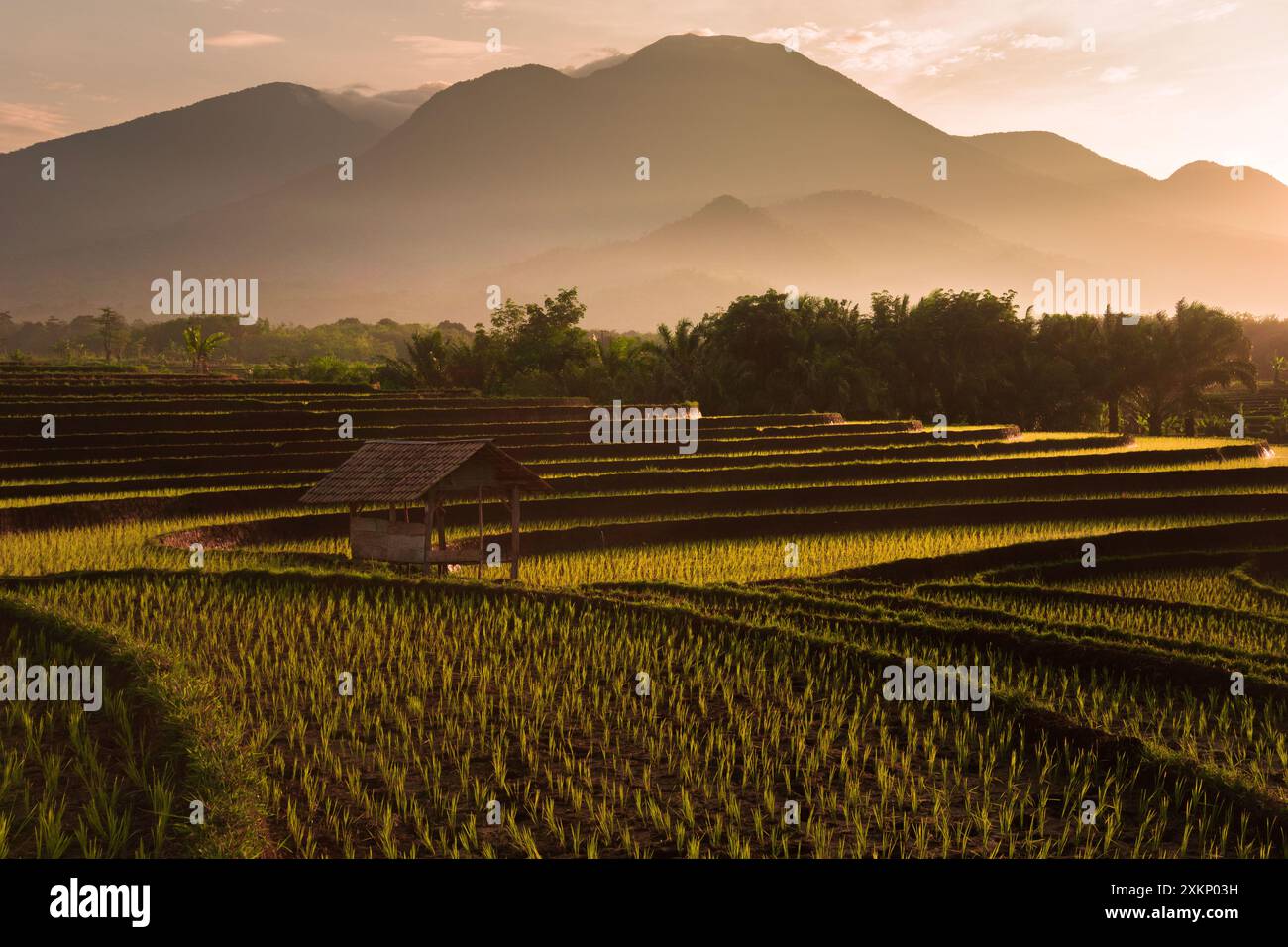 Indonesian rice fields aerial hi-res stock photography and images - Alamy