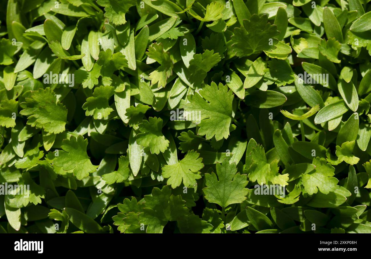 Herb coriandrum sativum hi-res stock photography and images - Alamy