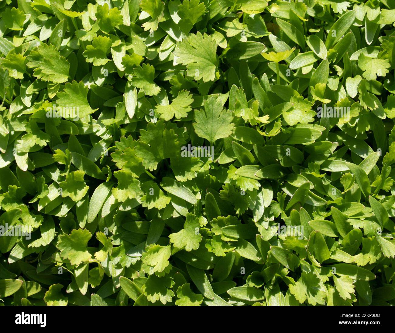 Vibrant young coriander leaves - Coriandrum sativum Stock Photo - Alamy