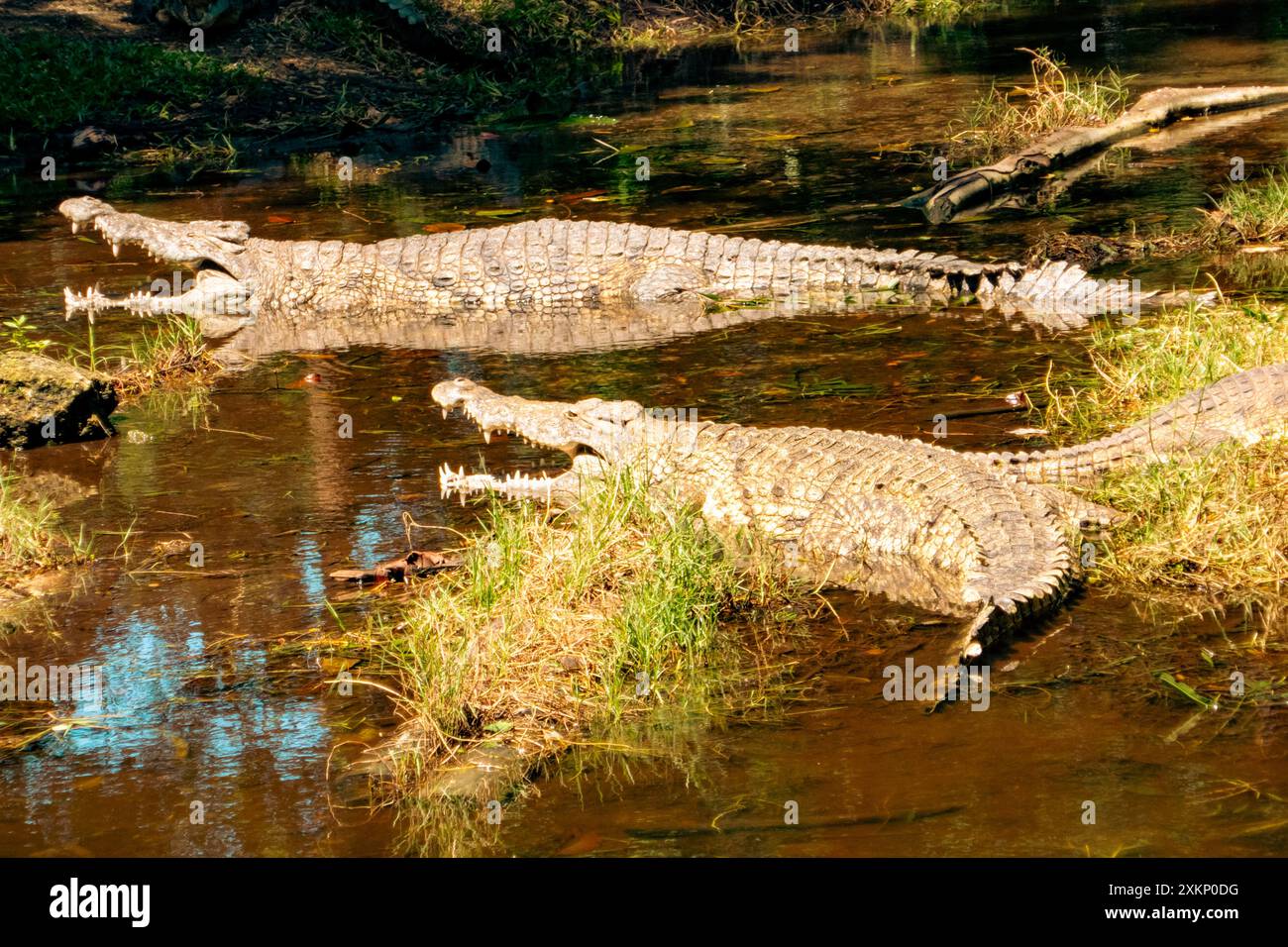 Yellow Crocodiles at a pond at Haller Park in Bamburi, Mombasa, Kenya ...