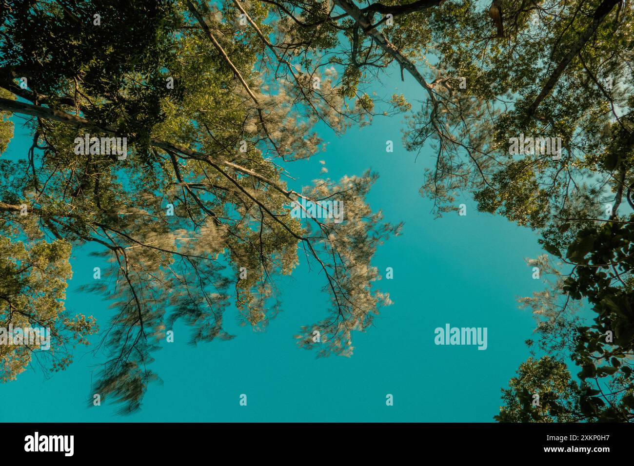 Trees growing in the forest at Haller Park in Bamburi, Mombasa, Kenya ...