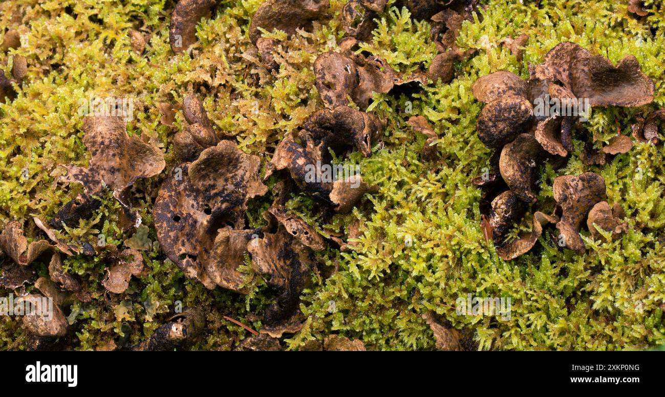 Very rare lichen hi-res stock photography and images - Alamy