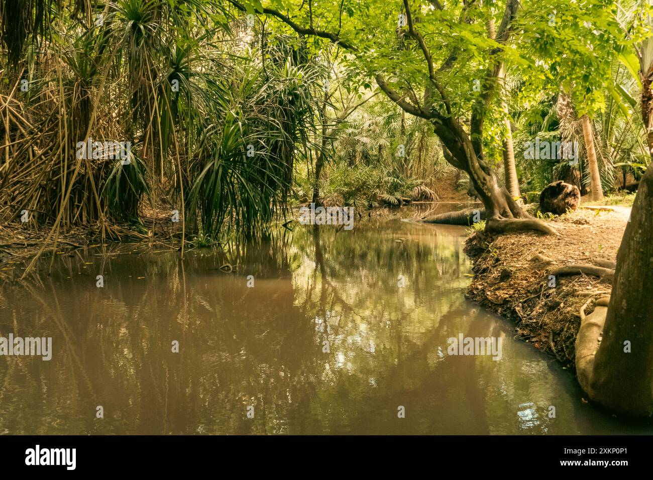 Trees growing in the forest at Haller Park in Bamburi, Mombasa, Kenya ...