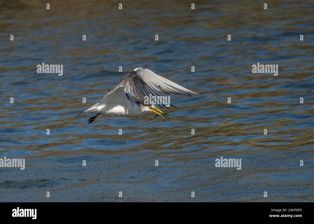Crested tern (Thalasseus bergii) sea loving bird in flight with its ...