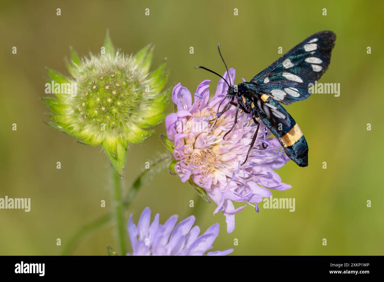 Nine-spotted moth - Amata phegea, beautiful colored moth from European ...
