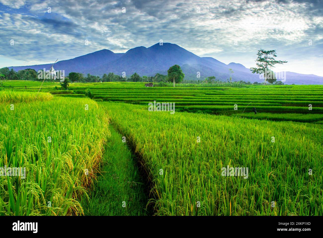 Vast landscape forest rice fields hi-res stock photography and images ...