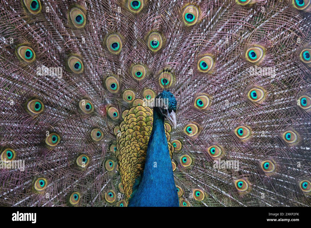 Peafowl tail display hi-res stock photography and images - Alamy