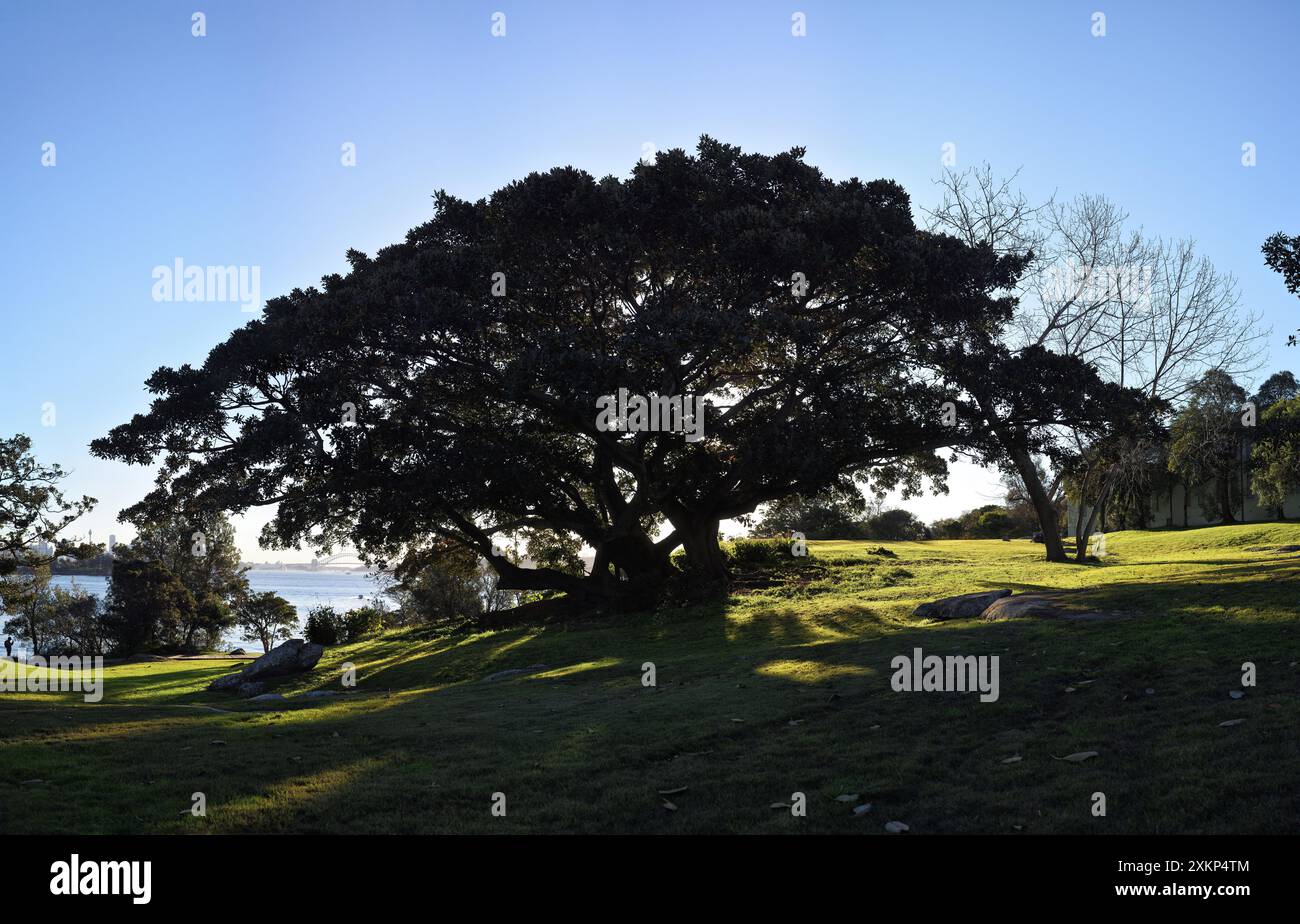 Wide canopy of Moreton Bay Fig trees in the parkland at Strickland House a view of Sydney ...