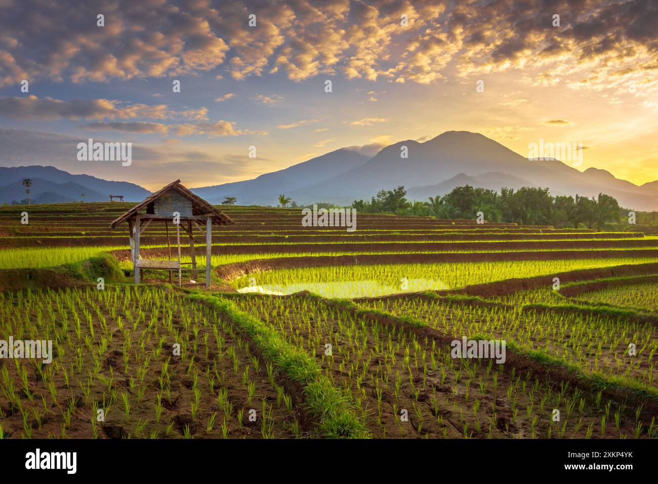 Beautiful rice fields in indonesia hi-res stock photography and images ...