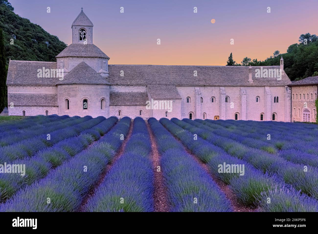 It's the end of June, sunrise and a full moonset, and the lavender is ...