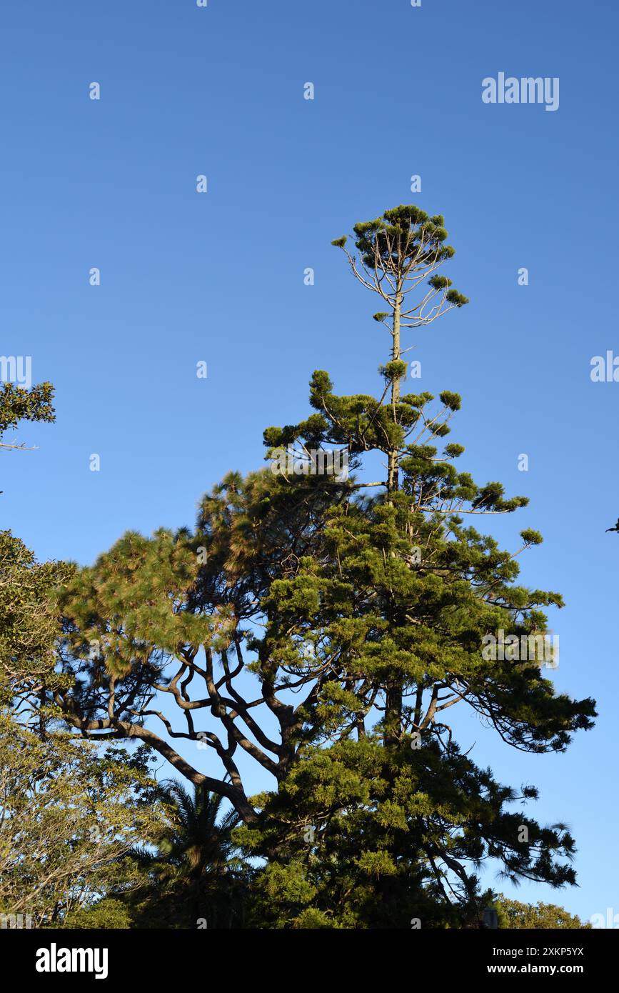 Hoop pine tree hi-res stock photography and images - Alamy