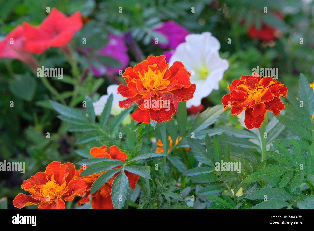 Marigold is growing in park. Gardening. Natural blooming background ...