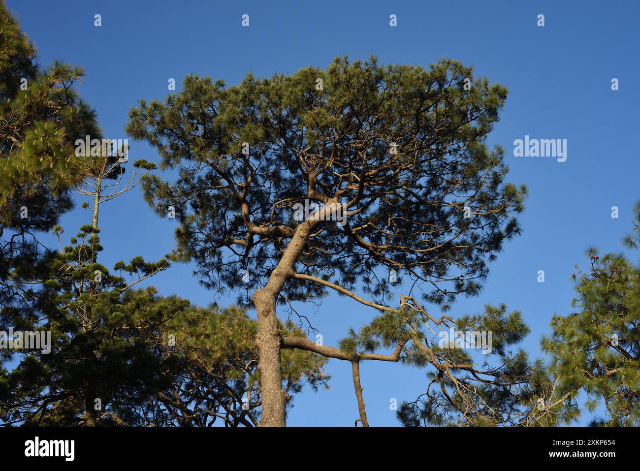 Old pine trees, looking up at the crown of a Himalayan Pine, Pinus ...